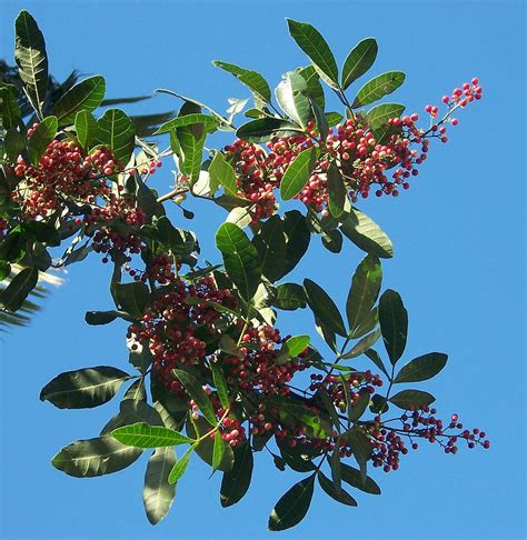 Aroeira Schinus Terebinthifolius