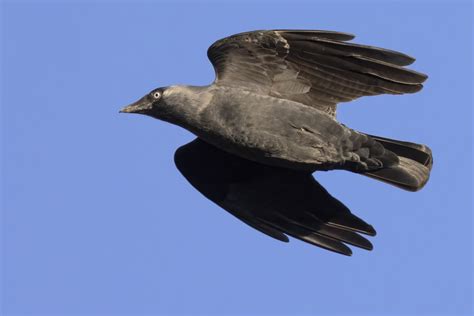 Jackdaw Birdforum