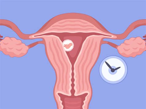 Ejaculate Sperm During Pregnancy
