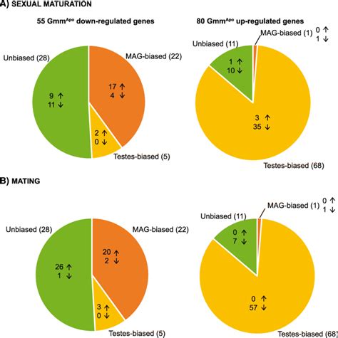 Number Of Genes Showing A Maturation And Mating Responsive