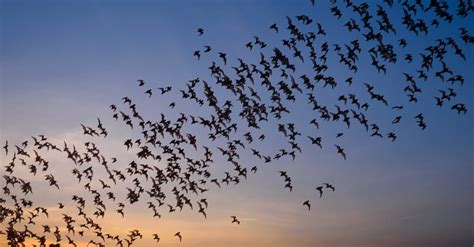 Do Bats Migrate During The Winter A Z Animals