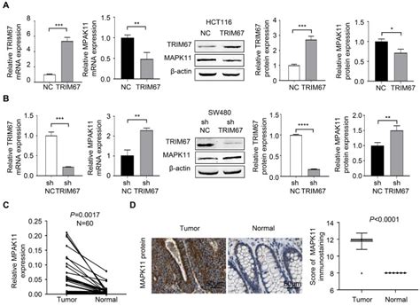 Trim67 Inhibits Tumor Proliferation And Metastasis By Mediating Mapk11