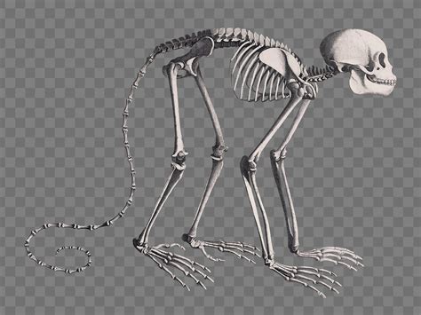 Monkey Skeleton Illustration Graphic By El Cutter · Creative Fabrica