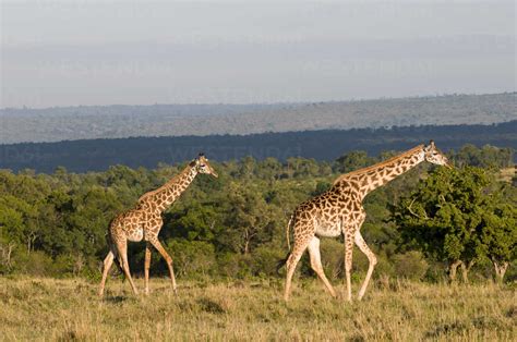 Jirafas Jirafa Masai Mara