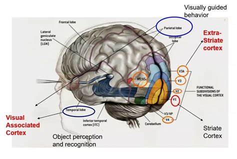 Cerebral Visual Impairment Eye And Ear Foundation Of Pittsburgh