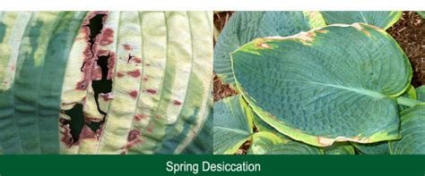Desiccation Damage To Hostas Hosta Pests From The Hosta Helper