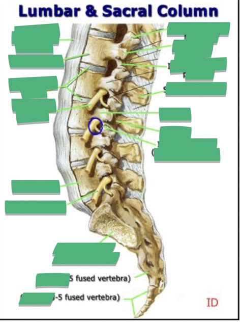 Lumbar And Sacral Column Id Diagram Quizlet