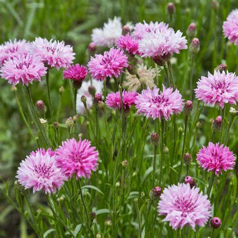 Cornflower Pink Bachelors Button Drought Tolerant Garden Flower Plant