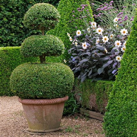 Best Evergreen Flowers For Pots