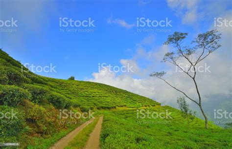 Beautiful Tea Gardens In Teesta Valley Tea Estate In Darjeeling
