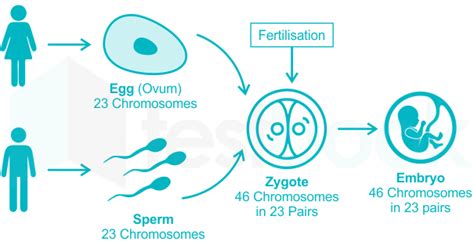 [solved] in human beings the correct sequence of the events during