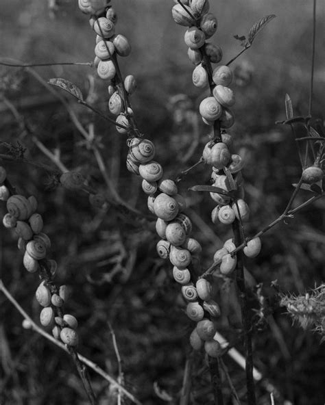 Photography As A Method Of Inquiry Through The Lens Of Giulia Vanelli