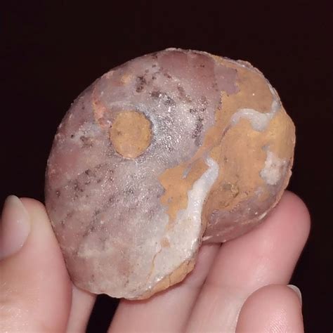 Amazing Ammonite Nautiloid Fossil From Timor 50mm 1940877615