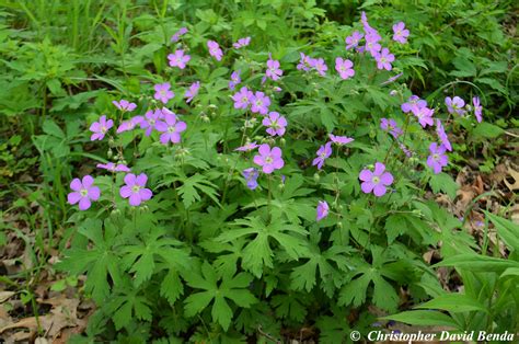 Geranium Maculatum Illinois Botanizer