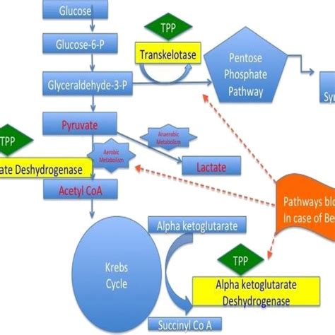 Carbohydrate Metabolism And Role Of Thiamine The Inability To Use The Download Scientific