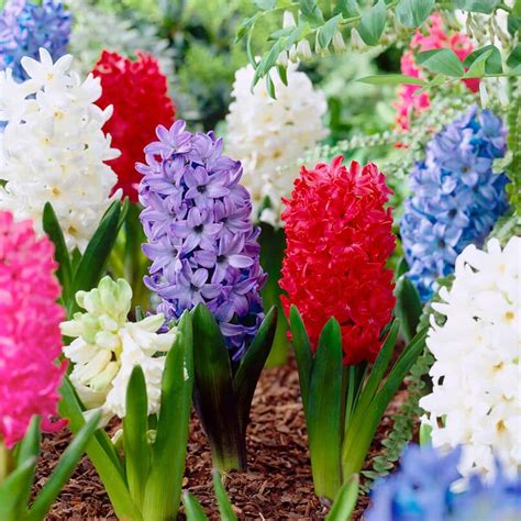 Garden State Bulb 14 15 Cm Hyacinth Bulbs Giant Mixed Bag Of 25 Ecf 14 25 The Home Depot