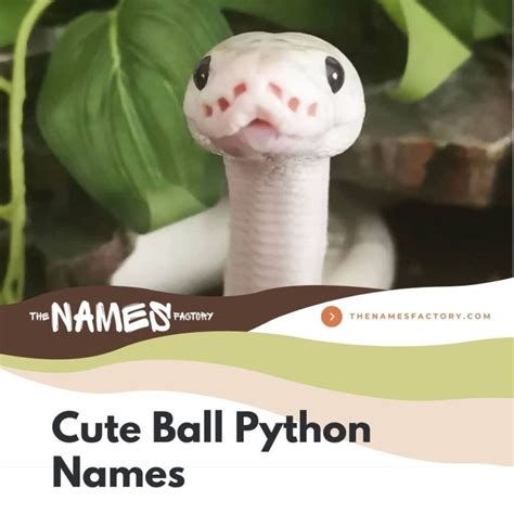 340 Unique Ball Python Names To Get Inspired Now