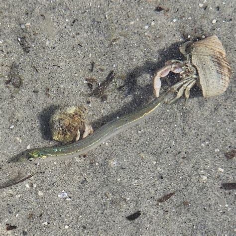 American Sand Lance Ammodytes Americanus