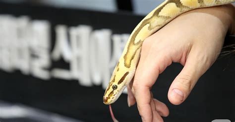 손등을 타고 흐르는 애완용 뱀