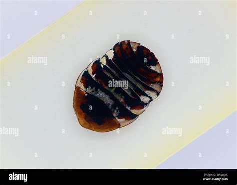 Perspex Encased Cucaracha Specimen Seen From Above On A White