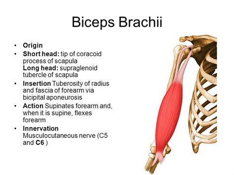 Biceps Brachii Insertion