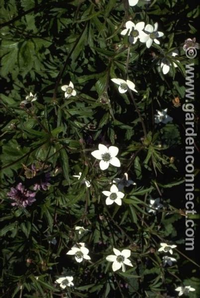 Windflower Plant Finder Knights Garden Centres