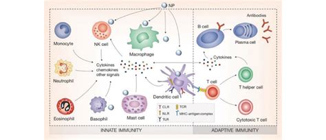 Components Of The Innate And Adaptive Immune Response And Their