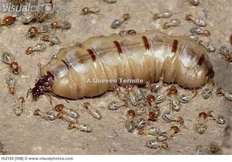 Termites The Secrets Of Nature Nerdynaut