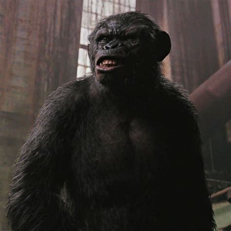 Planet Of The Apes Koba Wallpaper Artofit