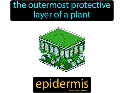 Plant Epidermis Flashcard 9th Grade Science Epidermis Science
