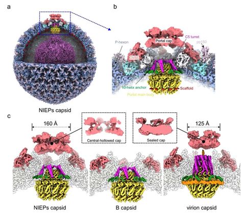 Asymmetric Reconstructions Of Capsids And In Situ Portals Of Niep Download Scientific Diagram