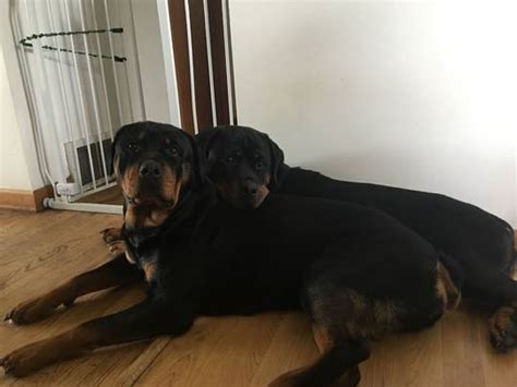 Being Good After A Timeout Scrolller