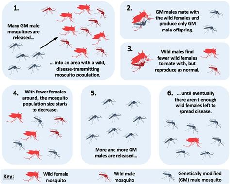 Eny 2066in1326 Genetically Modified Mosquitoes