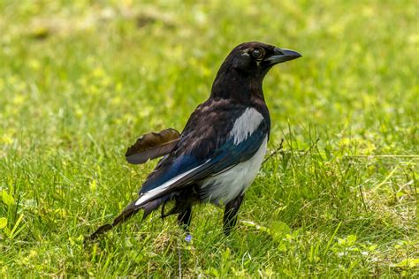 Eurasian Magpie Pica Pica Wildlife Vagabond