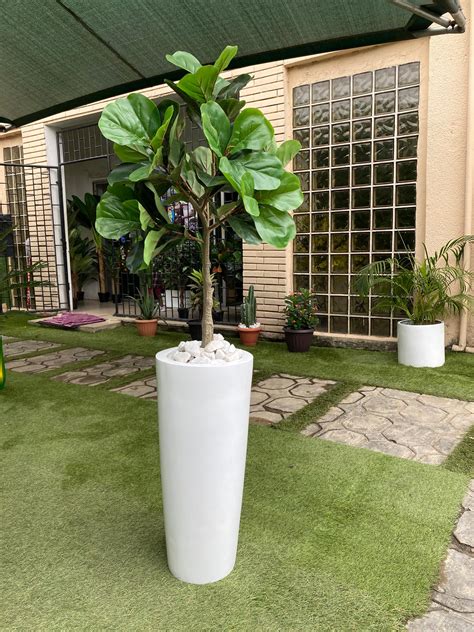 Artificial Fiddle Leaf Tree In Fiberglass Cone Vases 150cm