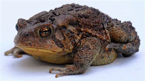 American Toad Pet Care Tank Setup Diet And Husbandry Frog Pets