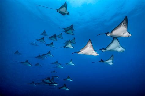 Raie Léopard Voyage Carte Plan