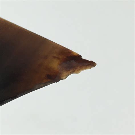 Japanese Shamisen Plectrum Pick Vtg Bachi Musical Instrument Jk399 Online Shop Authentic