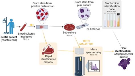 Beyond The Matrix Mass Spec As A Clinical Microbiology Tool
