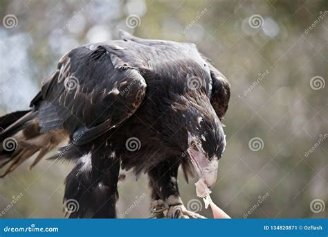 Wedge Tailed Eagle Stock Image Image Of Tailed Raptor 134820871