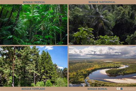 14 Tipos De Bosques Nombres Características Y Fotos