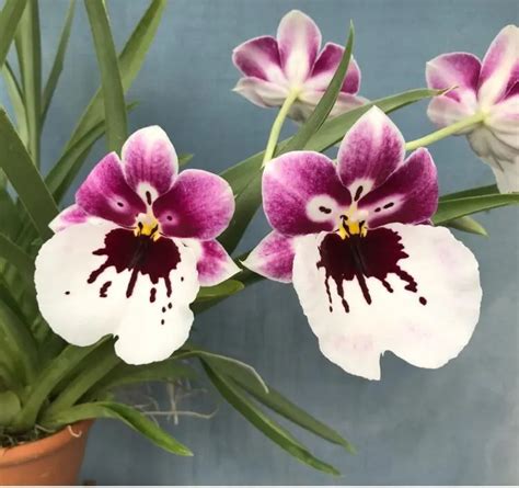 The Ultimate Guide To Growing Stunning Miltoniopsis Pansy Orchids