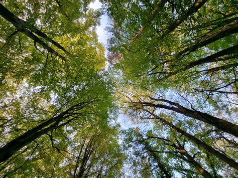 Regenerative Design Lab Constructivist