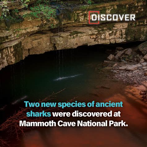 Discover Did You Know Prehistoric Sea Monsters Were Discovered In Kentuckys Mammoth Cave 🦈