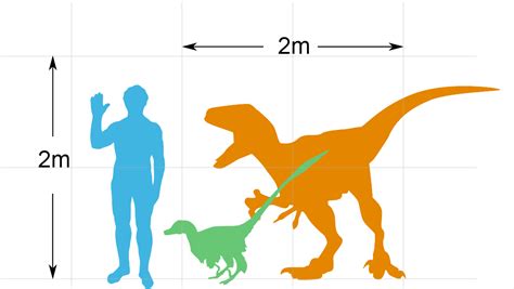 Velociraptor Size Comparison Jurassic Park The Velociraptors In The