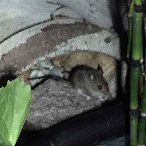 Wood Mouse Project Noah Wood Mouse Project Noah