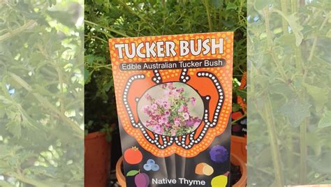 Organic Gardening In August Native Thyme