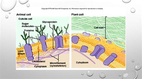 Cell Membrane The Most Important Organelle Brett Mccraw