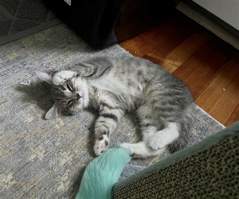 Eden Kitty Connection