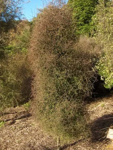 Coprosma Green Rocks Free Freight Option